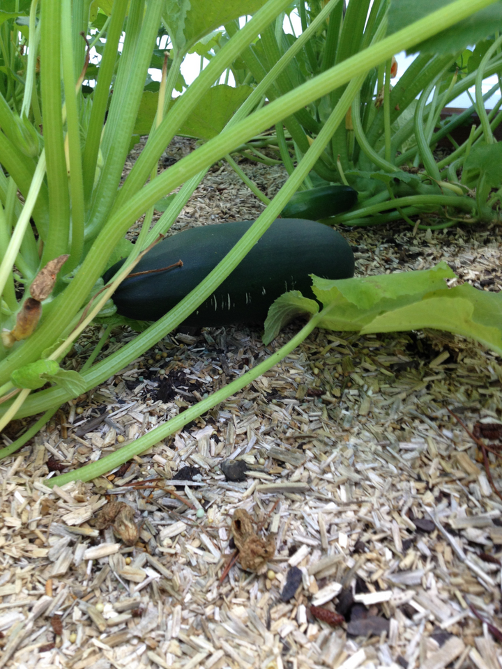 Hemp Mulch | Uses & Benefits of Hemp | Sustainable Gardening – American ...